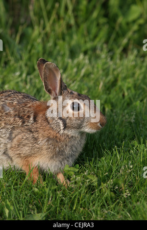 eastern cottontail rabbit ohio prairie Stock Photo - Alamy