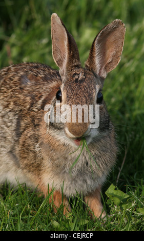 eastern cottontail rabbit ohio prairie Stock Photo - Alamy