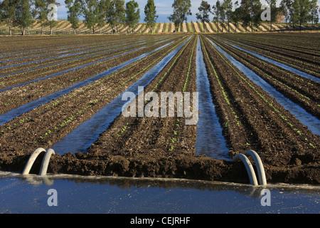 Field of seedling sunflowers being furrow irrigated. Siphon tubes ...
