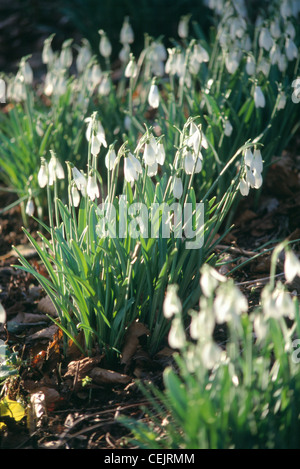 Flurries of Snowdrops The British native snowdrop (Galanthus nivalis ...