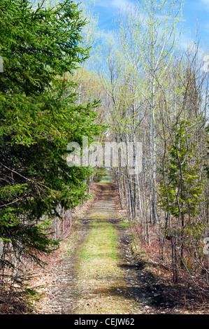 The grassy trail in the forest Stock Photo - Alamy