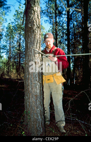 Foresters working in a pine forest, cutting down trees to to thin out ...