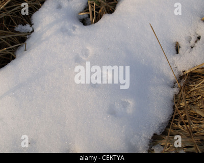 Mouse tracks in the snow Stock Photo - Alamy