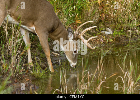 Whitetail deer drinking from pond in summer Stock Photo - Alamy