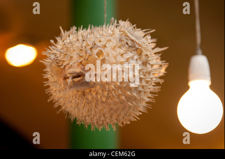 Dried fugu (pufferfish Stock Photo - Alamy