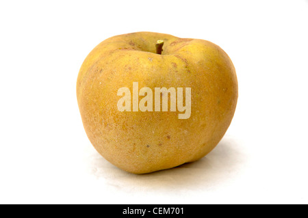 Apple, Malus domestica grey French rennet , Apfel (Malus domestica ...