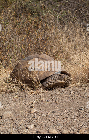 Leopard tortoise (Stigmochelys pardalis), large Abyssinian sub-species ...
