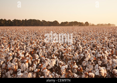 Large field of mature defoliated high-yield cotton at harvest stage in ...
