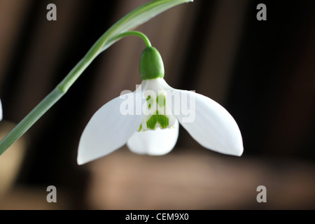 GRUMPY SNOWDROP Galanthus elwesii GREEN TEAR Stock Photo - Alamy