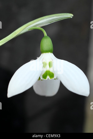 GRUMPY SNOWDROP Galanthus elwesii GREEN TEAR Stock Photo - Alamy