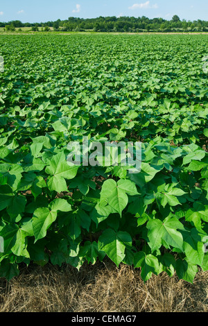 Field of healthy mid growth cotton at the mid bloom stage, showing the ...
