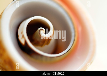 Seashell cut open Stock Photo - Alamy