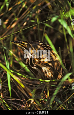 Reeds hiding these birds. The American bittern is a species of wading ...
