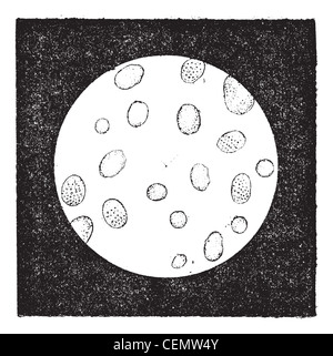 Antique engraved illustration of the blood cells. Vintage illustration ...