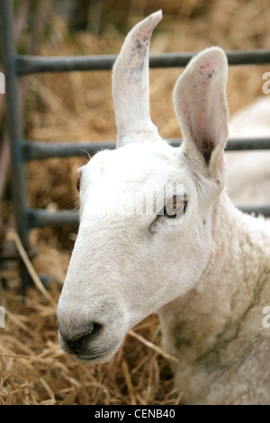 Farm show .Angus Scotland Stock Photo - Alamy