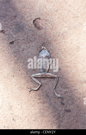 Road Kill - a dead frog Stock Photo - Alamy
