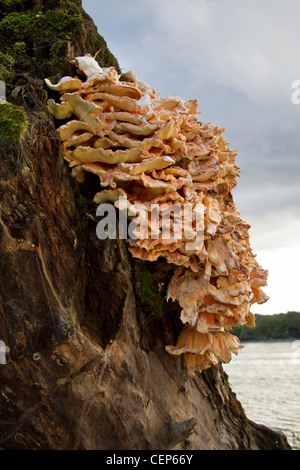 Baumpilz Baumschwamm Baumschwammerl Baumstumpf Herbst Weide fungus gelb ...