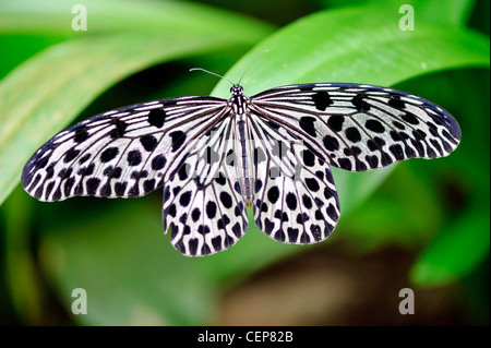 Tree Nymph butterfly Idea lynceus lynceus Stock Photo - Alamy