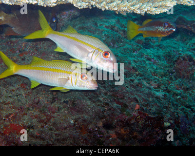 Mana Island and coral reef, Mamanuca Islands, Fiji, South Pacific ...
