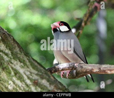 Java padda birds Stock Photo - Alamy