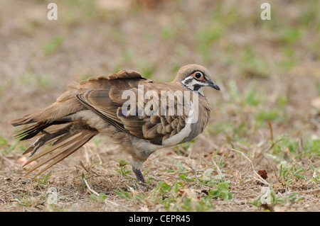 Squatter Pigeon Geophaps scripta scripta Endangered species, nationally ...