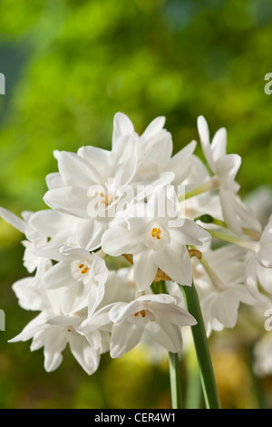 Paperwhite narcissus flowers Stock Photo - Alamy