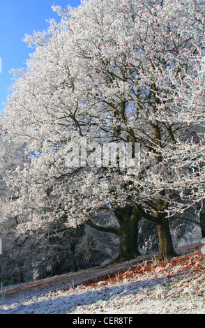 Hoarfrost covered trees at Brinton's Park, Kidderminster ...