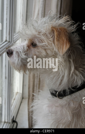 Looking Out Window Stock Photo - Alamy