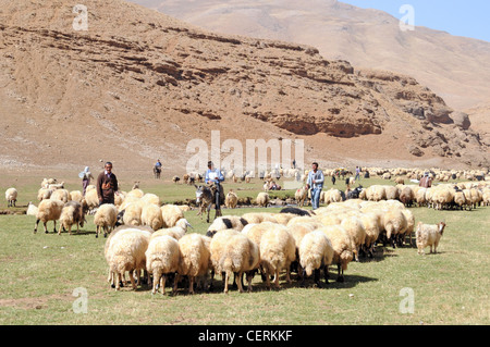 Nomadic Kurdish shepherds and their flock of Anatolian sheep grazing on ...