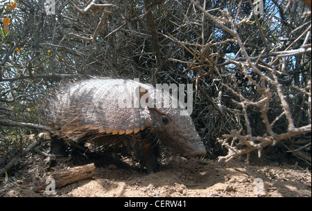 Dwarf Armadillo, Zaedyus pichiy, Patagonia, Chile Stock Photo - Alamy