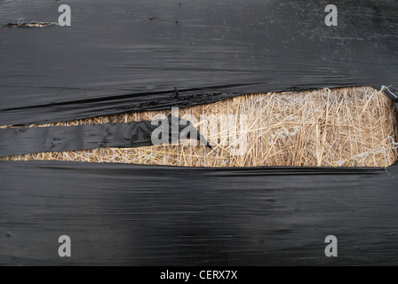 Close up straw bail with tear in black plastic wrapping Stock Photo - Alamy
