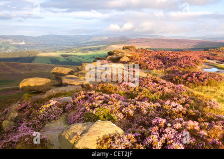 Rocky outcrop & flowering heather on Harbottle Crags in Northumberland ...