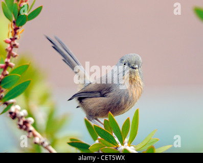 Wrentit (Chamaea fasciata) perched with tail raised, showing gray-brown ...