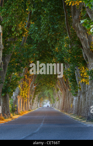 A beautiful French tree lined avenue Stock Photo - Alamy