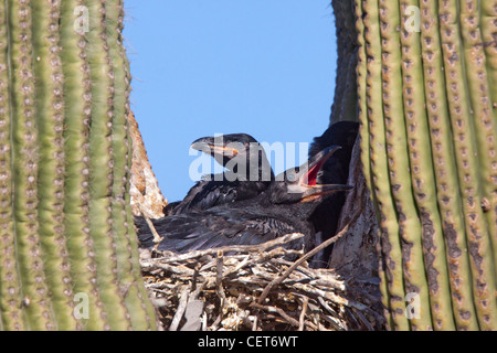 Chihuahuan Raven Corvus cryptoleucus Tucson Pima Co ARIZONA USA 15 ...