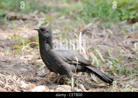 A white-winged chough (Corcorax melanorhamphos) perched on a tree in ...