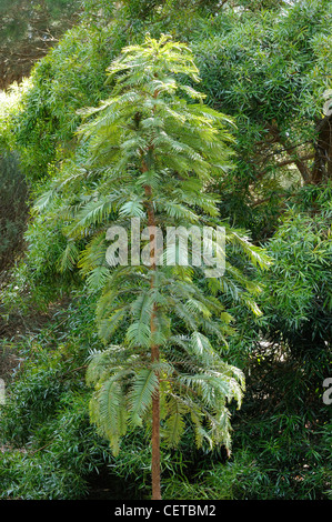 Wollemi Pine Wollemia nobilis One of the world's oldest and rarest ...
