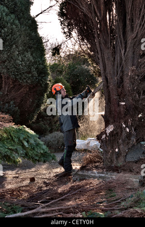 Tree surgeon working in protective gear, using climbing ropes for ...