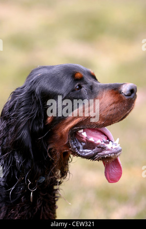 Gordon Setter .Scotland Stock Photo - Alamy