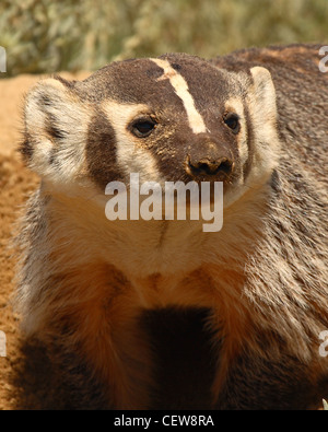 American Badger (Taxidea taxus), Colorado Stock Photo - Alamy