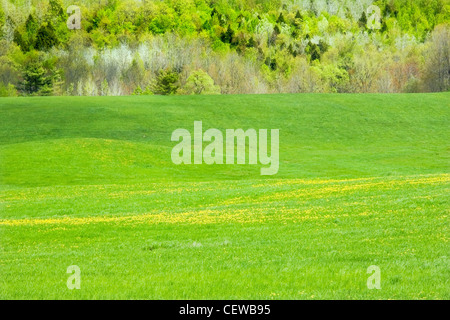 Spring farm field comes alive with color in Maine Stock Photo - Alamy