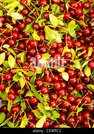 Sour cherry and cherries. Fruit and vegetables. Plant and plants. Tree ...