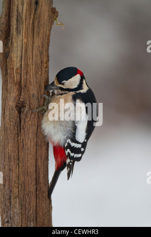 Buntspecht Dendrocopos major männchen male specht woodpecker spotted ...