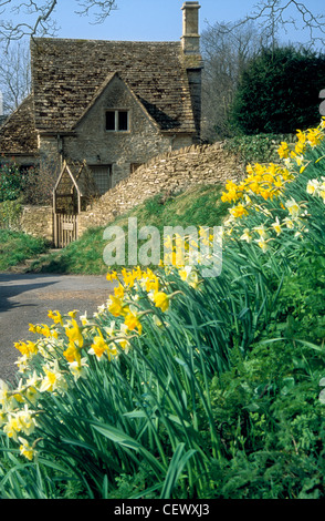 Spring daffodils in the cotswold village of Swinbrook, Cotswolds ...