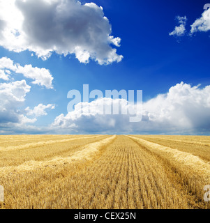 straw in windrows under cloudy sky Stock Photo - Alamy