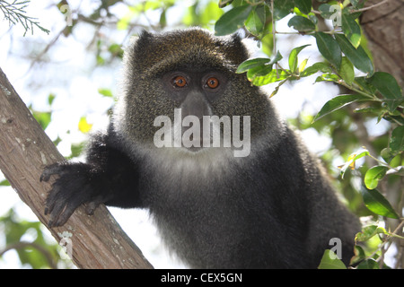 Monkeys, white-throated guenon, Cercopithecus albogularis in Kenya ...