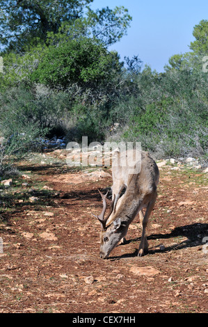 Israel, Carmel Mountains, Persian Fallow Deer (Dama dama Mesopotamica ...