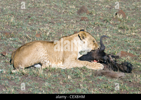 African lions (Panthera leo) with remains of kill by wetland in ...