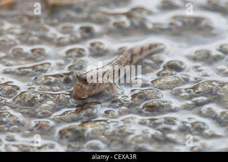 Common Mudskipper (Periophthalmus Modestus), Hong Kong mangrove forest ...