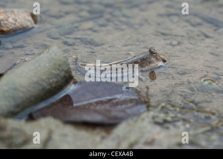 Common Mudskipper (Periophthalmus Modestus), Hong Kong mangrove forest ...